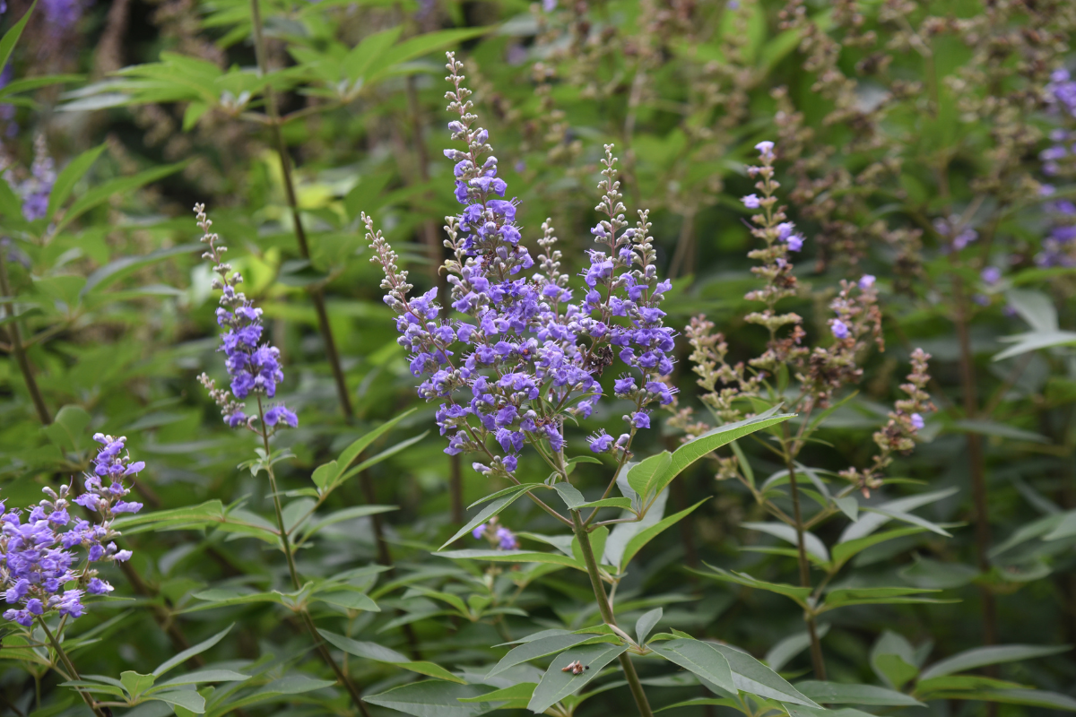 Should You Try Vitex for Early Perimenopause? Here’s What to Know About This Powerful Herbal ...